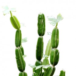 Cissus Quadrangularis - Benefits, Uses, and Side Effects